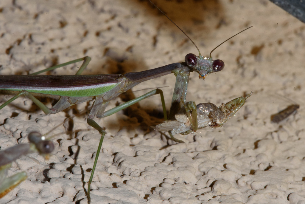Arizona Mantis in October 2023 by ca_photo_hobbyist · iNaturalist