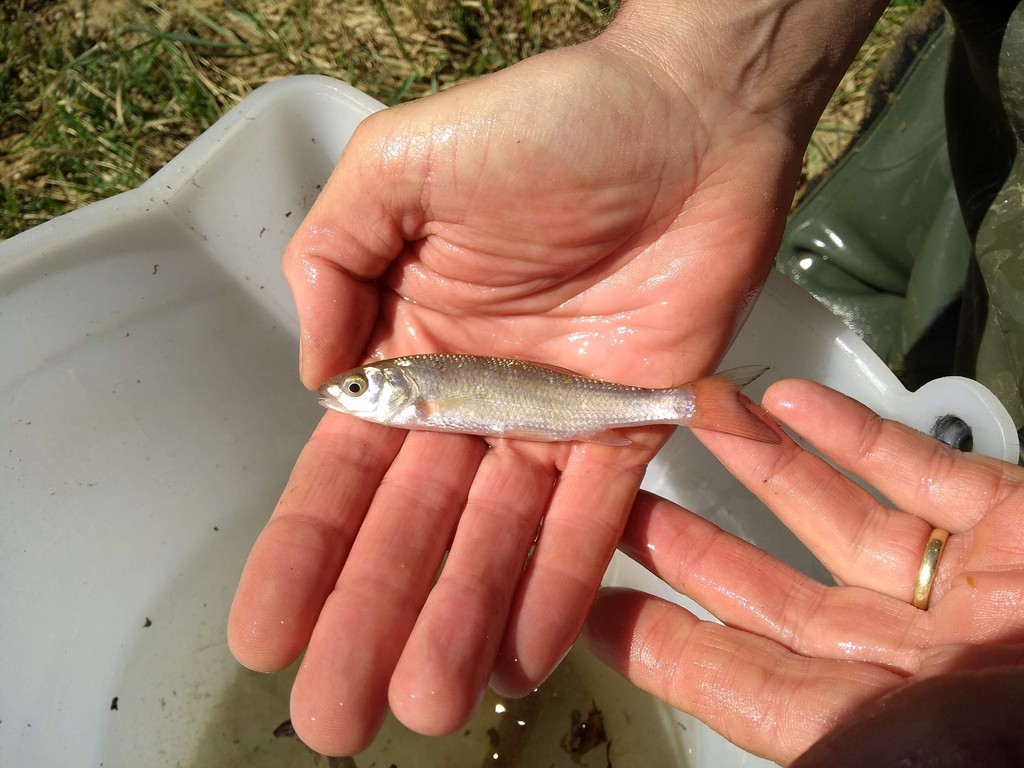 Old World Minnows in March 2019 by gpmandriani · iNaturalist