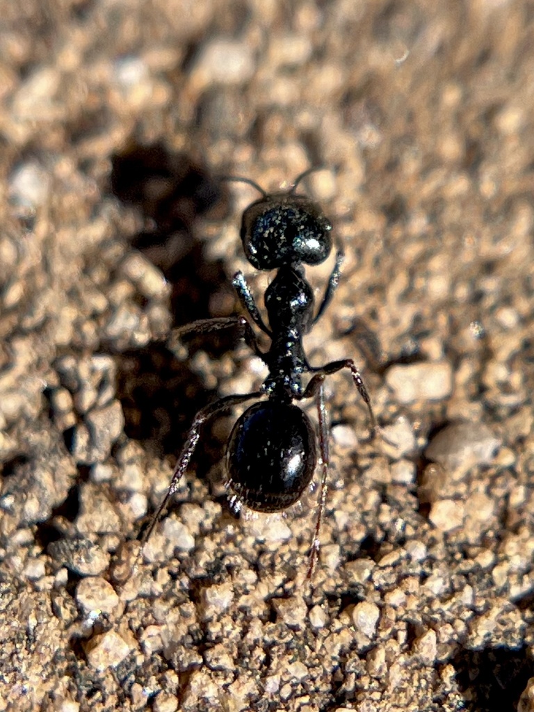Veromessor pergandei from San Dieguito River Park, Ramona, CA, US on ...