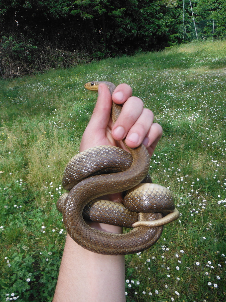 Aesculapian Snake from 47016 Predappio FC, Italia on May 10, 2014 at 04 ...