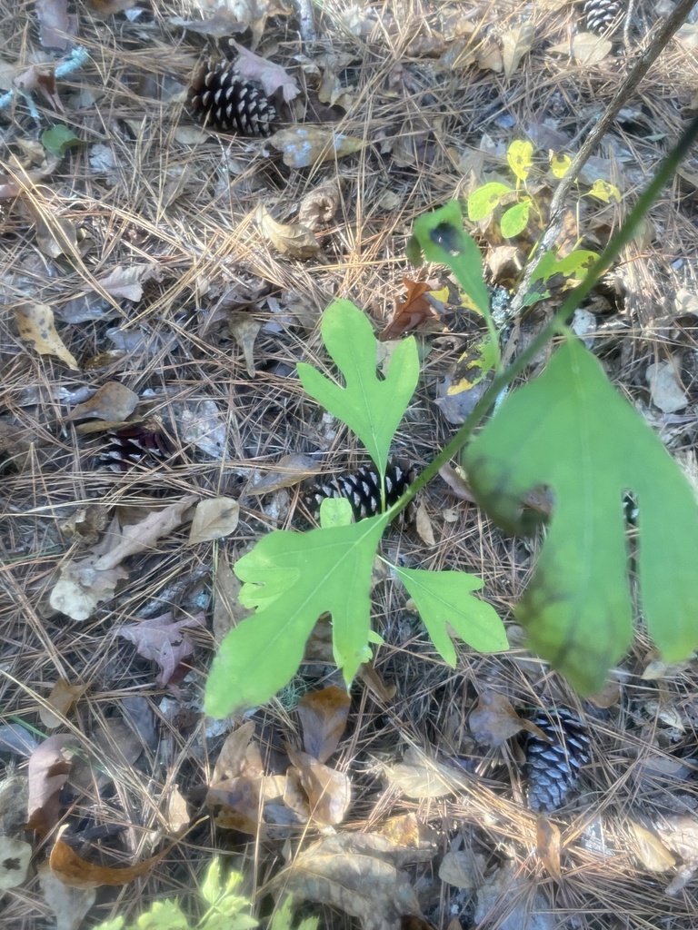 sassafras from Church View, VA, US on October 29, 2023 at 03:23 PM by ...