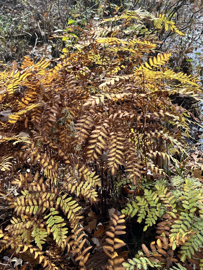 American Royal Fern from Church View, VA, US on October 29, 2023 at 02: ...