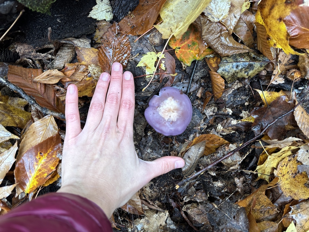Blewit in October 2023 by monicainohio · iNaturalist