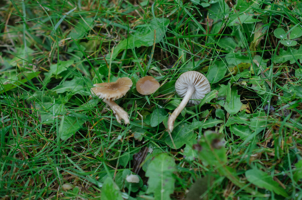 Crazed Caps from St-Imier, Switzerland on October 25, 2023 at 04:22 PM ...