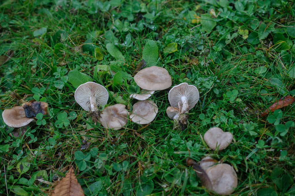 Fool's Funnel from St-Imier, Switzerland on October 25, 2023 at 04:25 ...