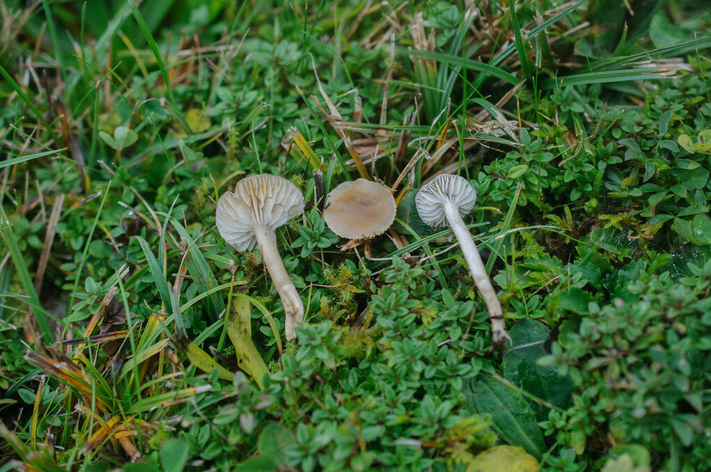 Crazed Caps from St-Imier, Switzerland on October 25, 2023 at 04:32 PM ...