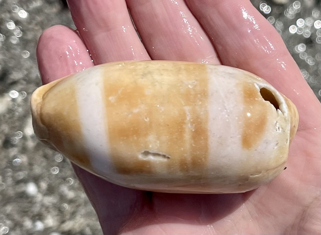 Eyed Cowrie from Engaño Cove, Cagayan Valley, PH on October 29, 2023 at ...