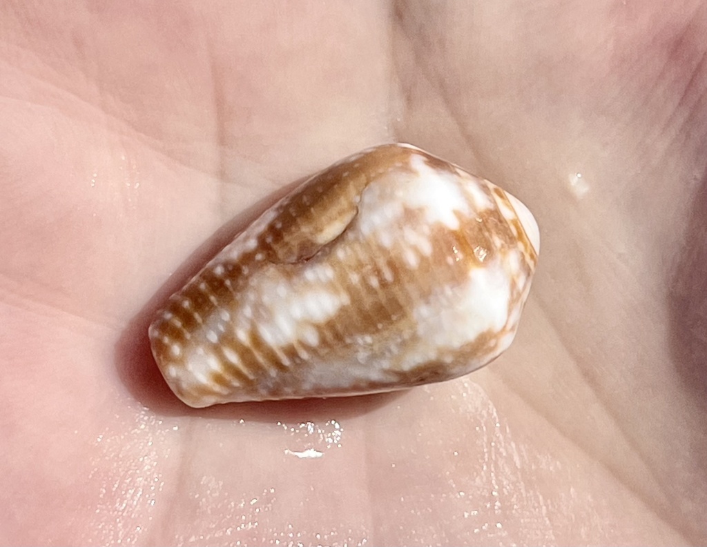 Cat Cone from Engaño Cove, Cagayan Valley, PH on October 29, 2023 at 10 ...