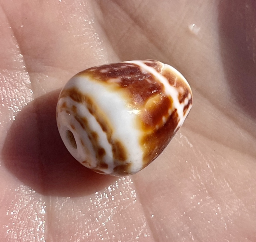 Vermiculate Cone from Engaño Cove, Cagayan Valley, PH on October 29 ...
