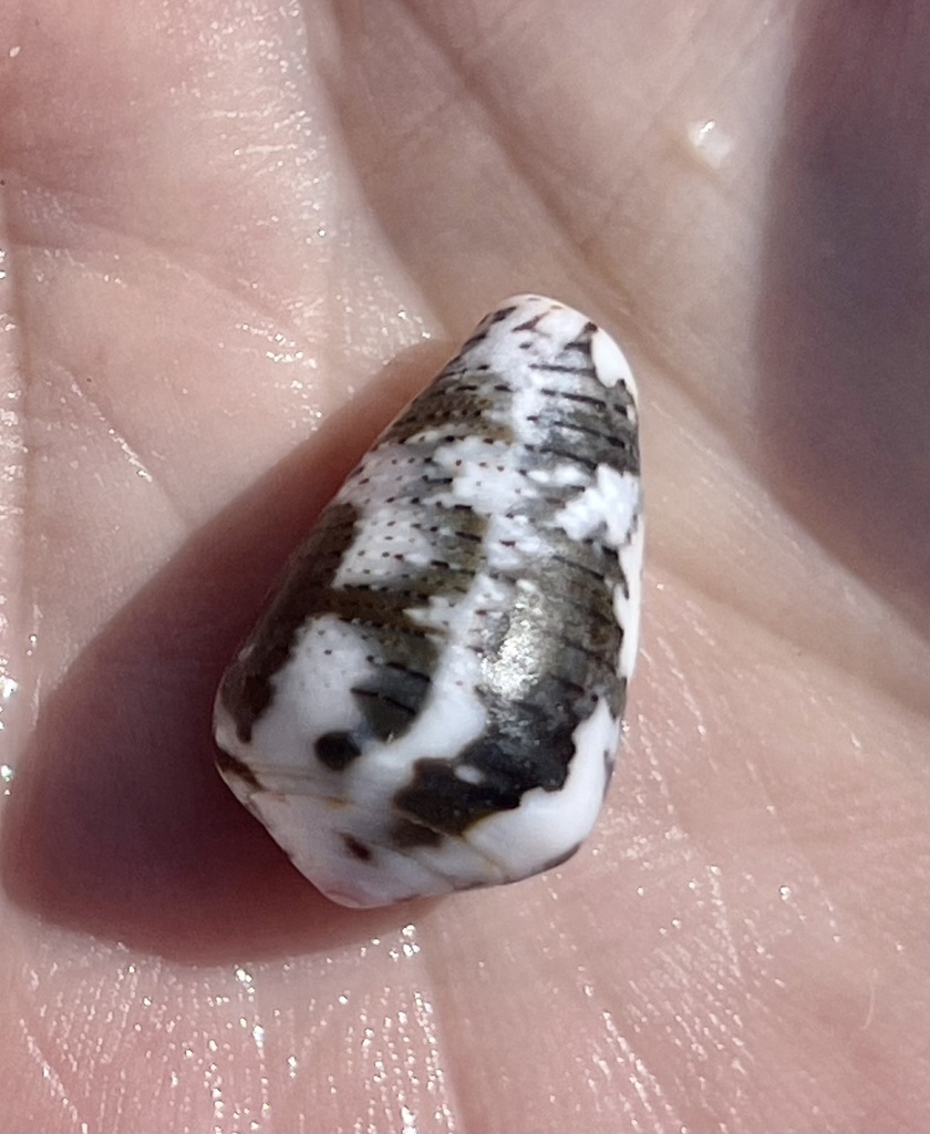 Conus from Engaño Cove, Cagayan Valley, PH on October 29, 2023 at 10:07 ...