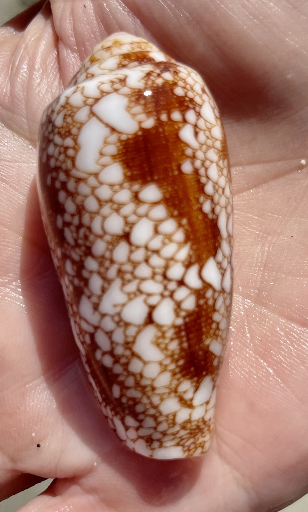 Conus from Engaño Cove, Cagayan Valley, PH on October 29, 2023 at 10:11 ...