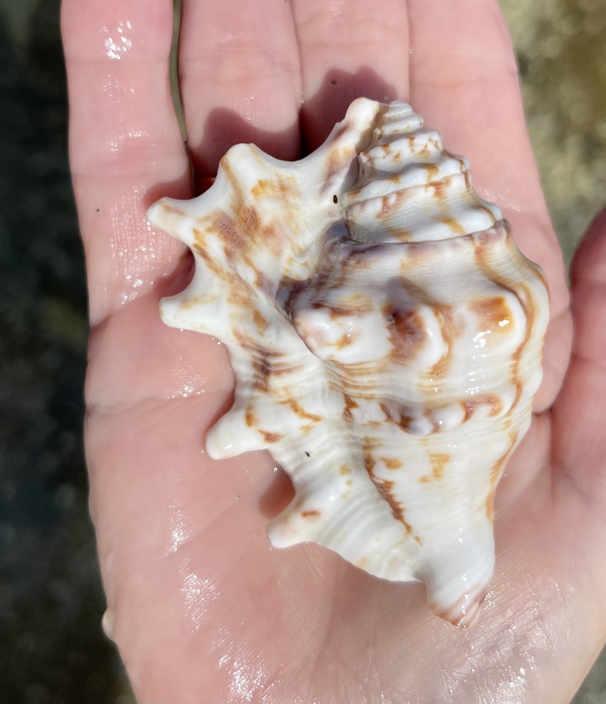 Common Spider Conch from Engaño Cove, Cagayan Valley, PH on October 29 ...