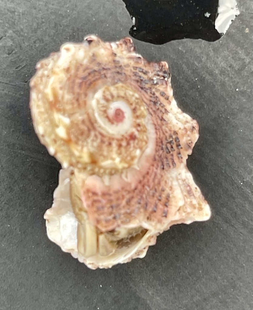 Lacinate Dolphin Shell from Engaño Cove, Cagayan Valley, PH on October ...