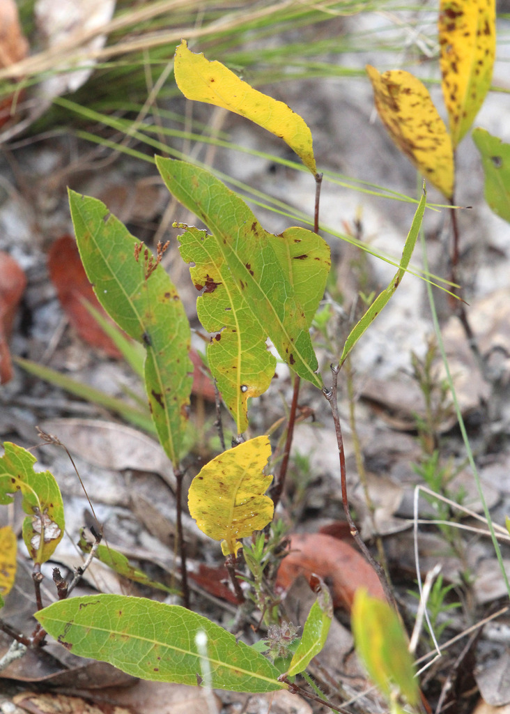 Gopher apple from West Trailer Park Mobile Home Park, Florida, United ...