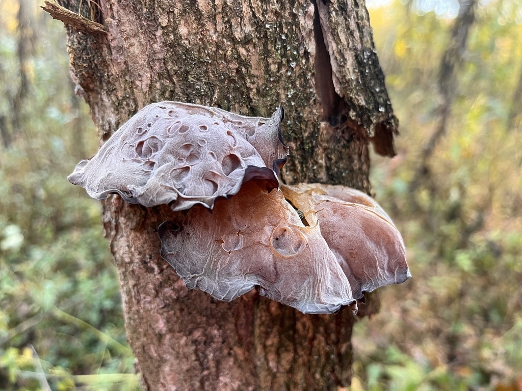 Jelly Tree Ear from Wellsburg, WV, US on October 24, 2023 at 05:25 PM ...
