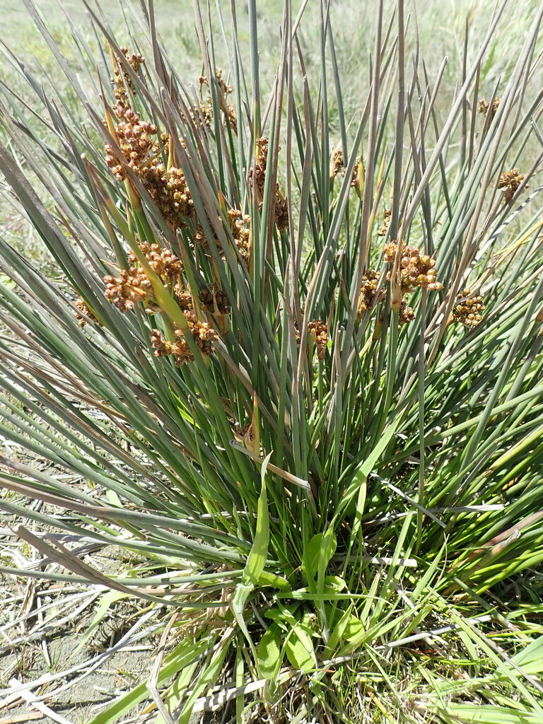 spiny rush from Foxton Beach, New Zealand on October 28, 2023 at 12:32 ...