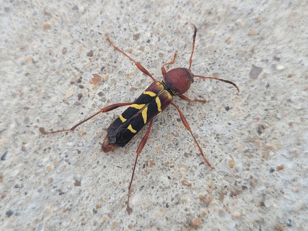 Red-headed Ash Borer from College Station, TX 77840, USA on October 23 ...
