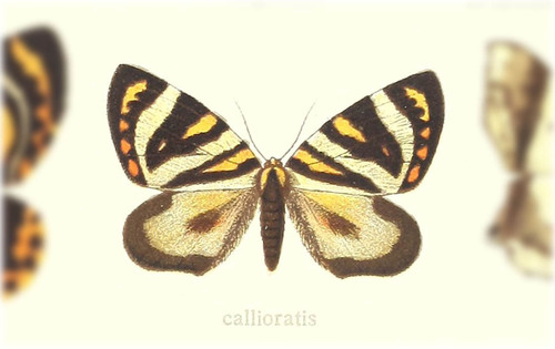 Callioratis grandis · iNaturalist