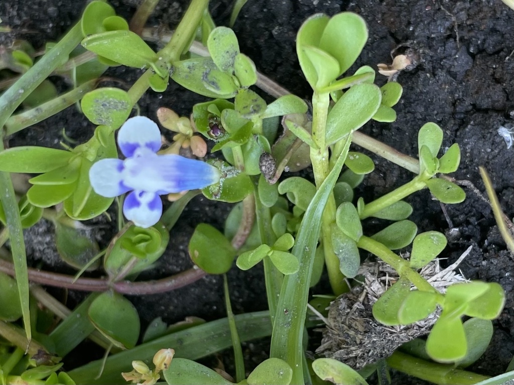 Roundleaf Lindernia from Dowse Lagoon Reserve, Sandgate, QLD, AU on ...