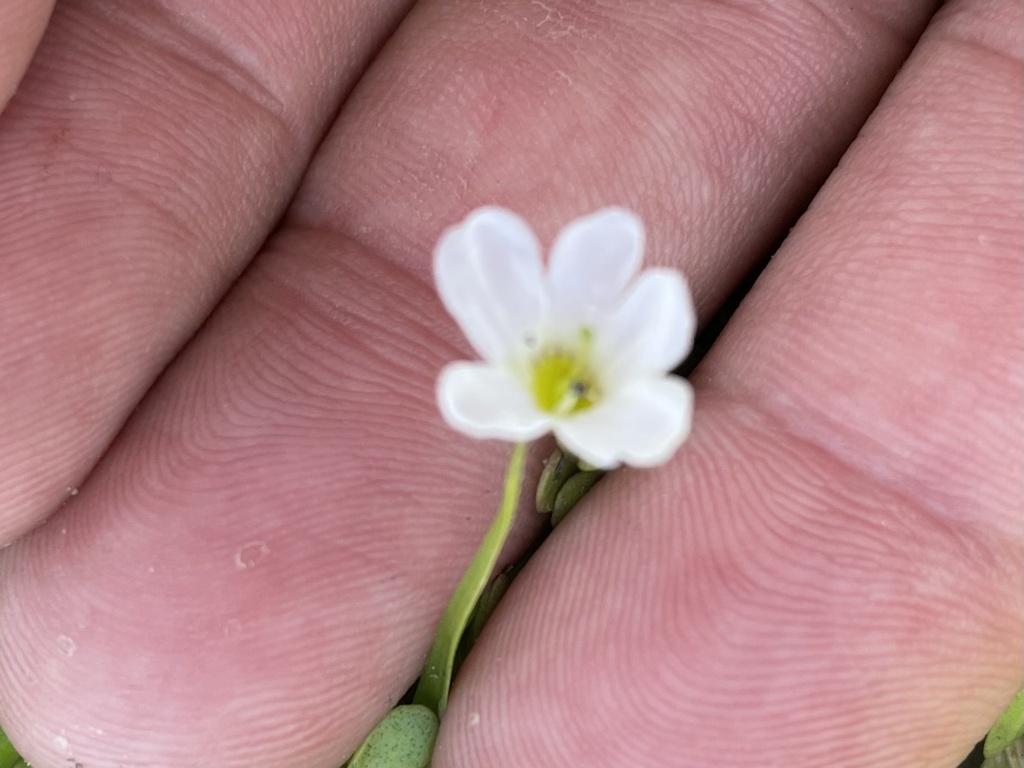 Herb-of-Grace from Dowse Lagoon Reserve, Sandgate, QLD, AU on October ...