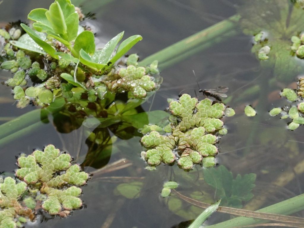 Red Azolla from Te Waihou, Putaruru, New Zealand on March 17, 2019 at ...
