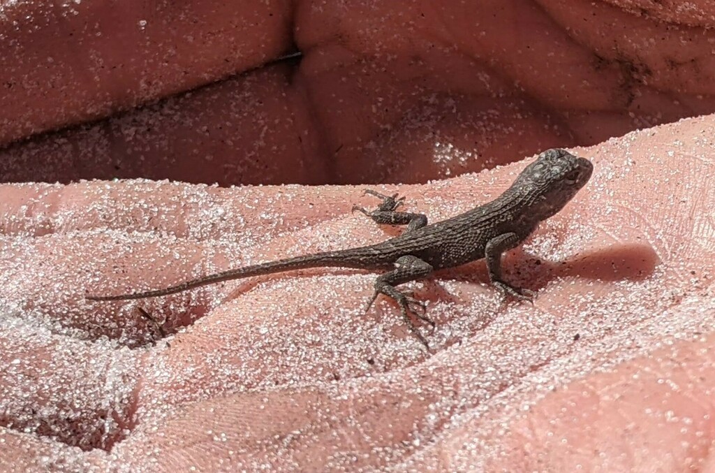 Florida Scrub Lizard in October 2023 by Claire Ciafré · iNaturalist