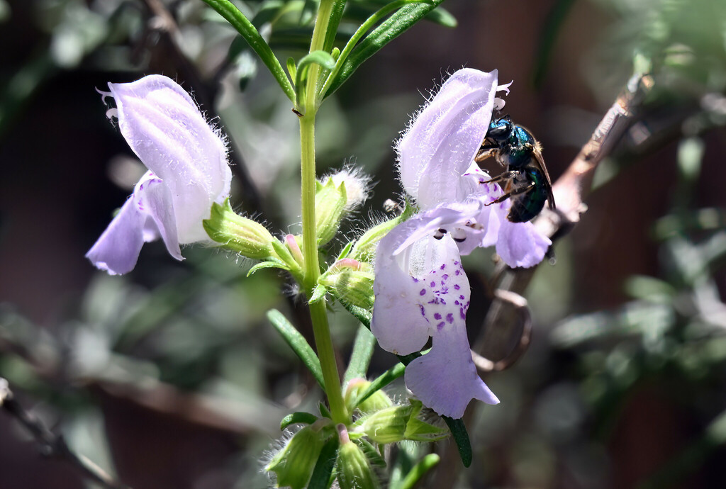 Augochlorine Sweat Bees from Gulf State Park, AL on March 4, 2023 at 01 ...
