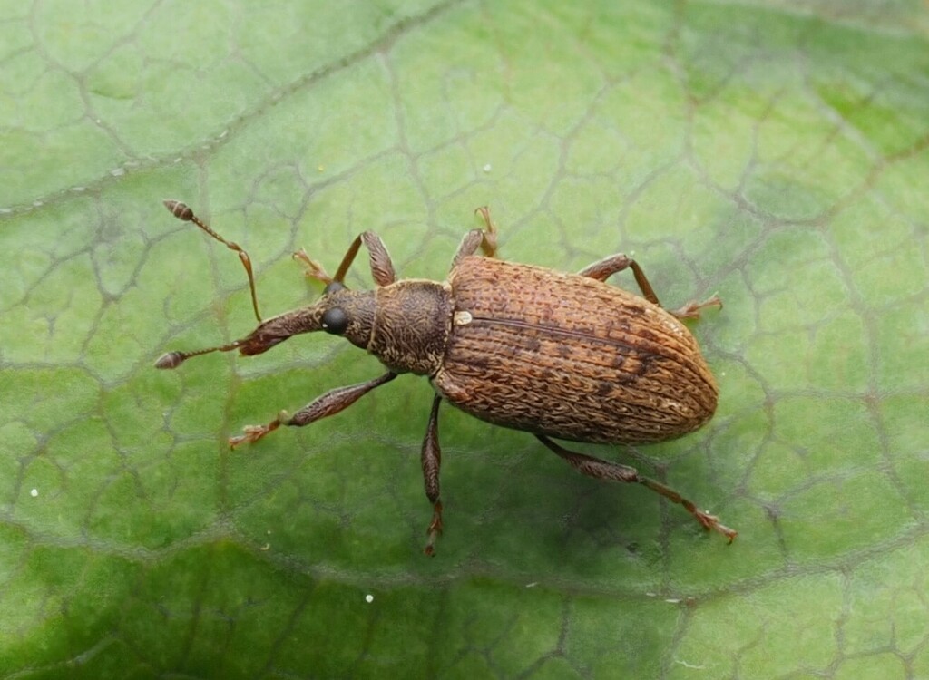 Eugnomina from Waipapa Loop Track on October 25, 2023 at 07:12 PM by ...