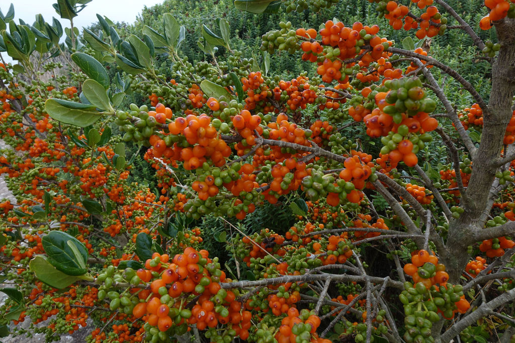 Taupata from Brighton, New Zealand on March 20, 2019 at 08:55 AM by ...