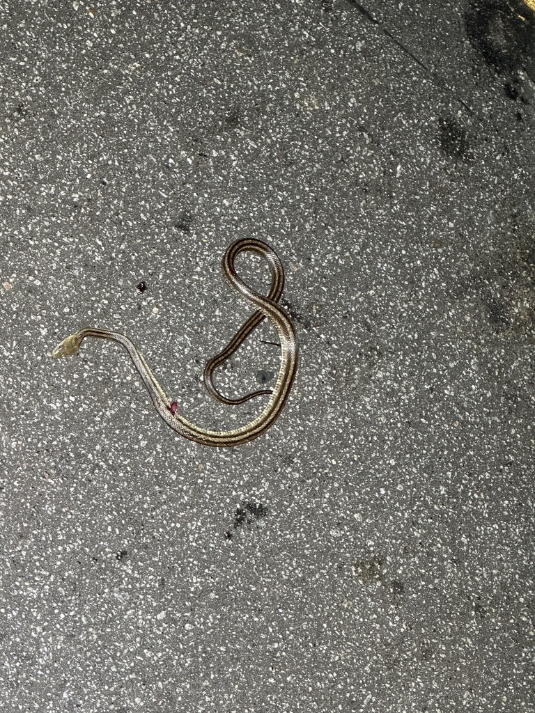 Eastern Ratsnake from Parkers Ferry Rd, Adams Run, SC, US on October 29 ...