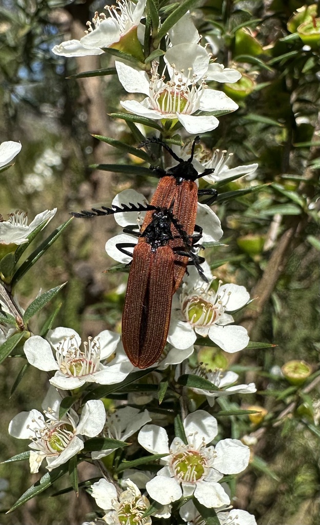 Long-nosed Lycid Beetle from Coles Parkway, Carrum Downs, VIC, AU on ...