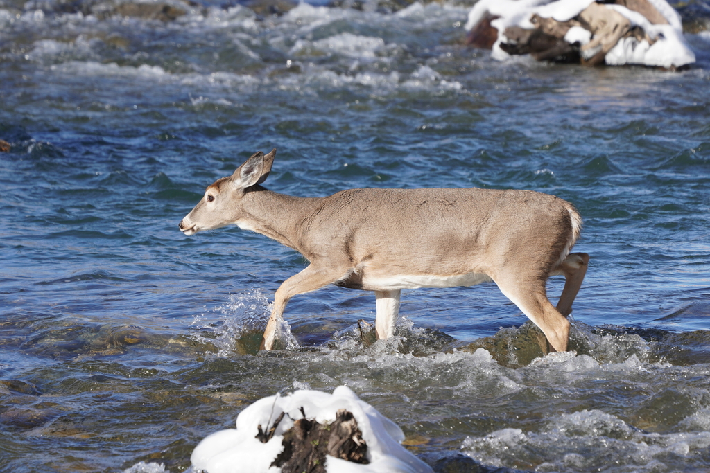 White-tailed Deer from Southeast Calgary, Calgary, AB, Canada on ...