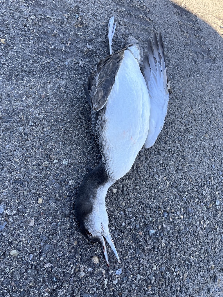 Common Loon from US-54, Carrizozo, NM, US on October 28, 2023 at 09:29 ...