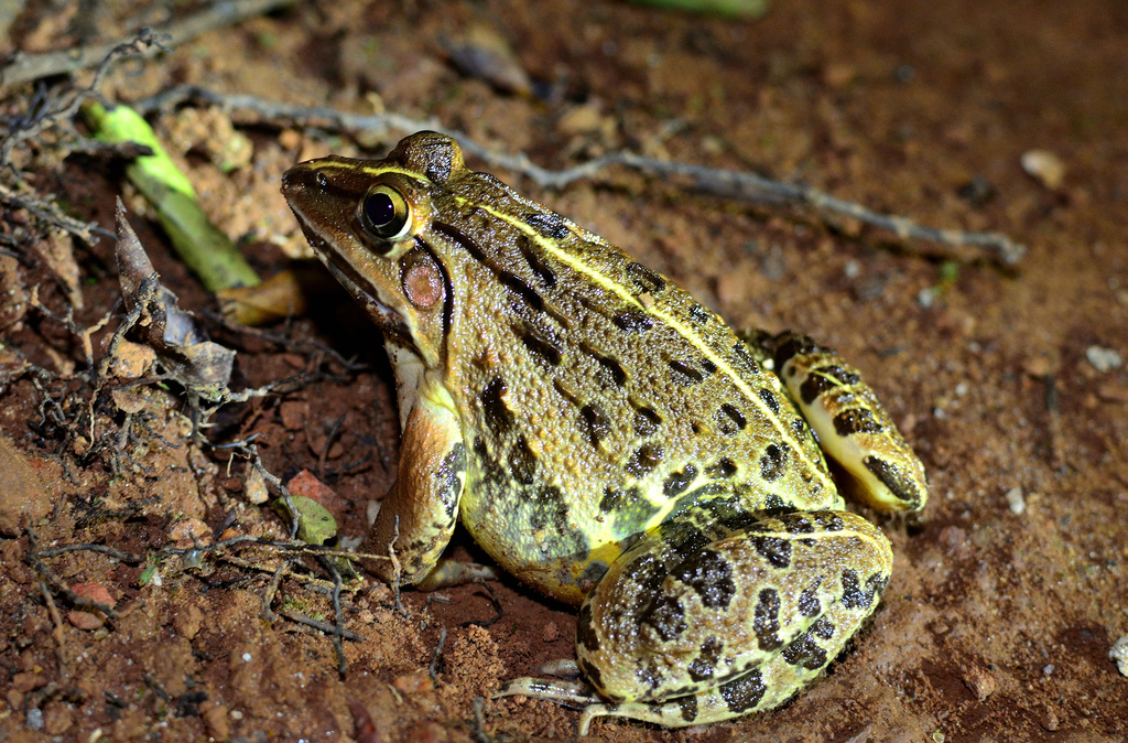 Indus Valley Bullfrog from Near Halkal, Byndoor-Kollur road, Byndoor ...