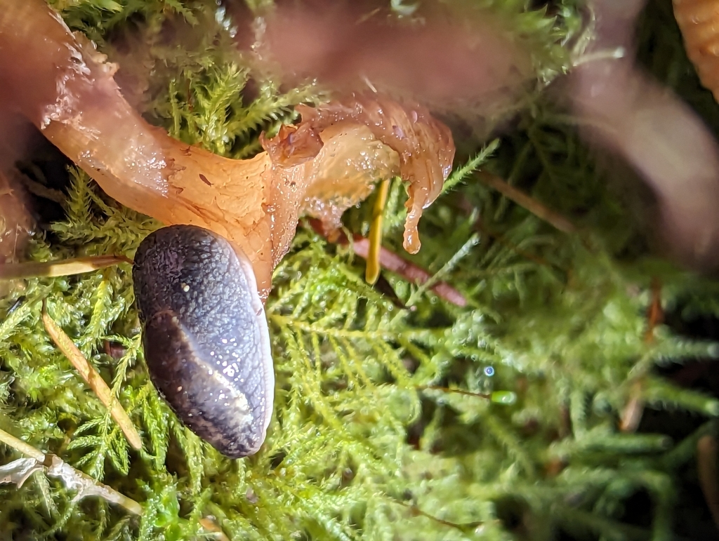 Taildropper Slugs from Duvall, WA 98019, USA on October 29, 2023 at 02: ...