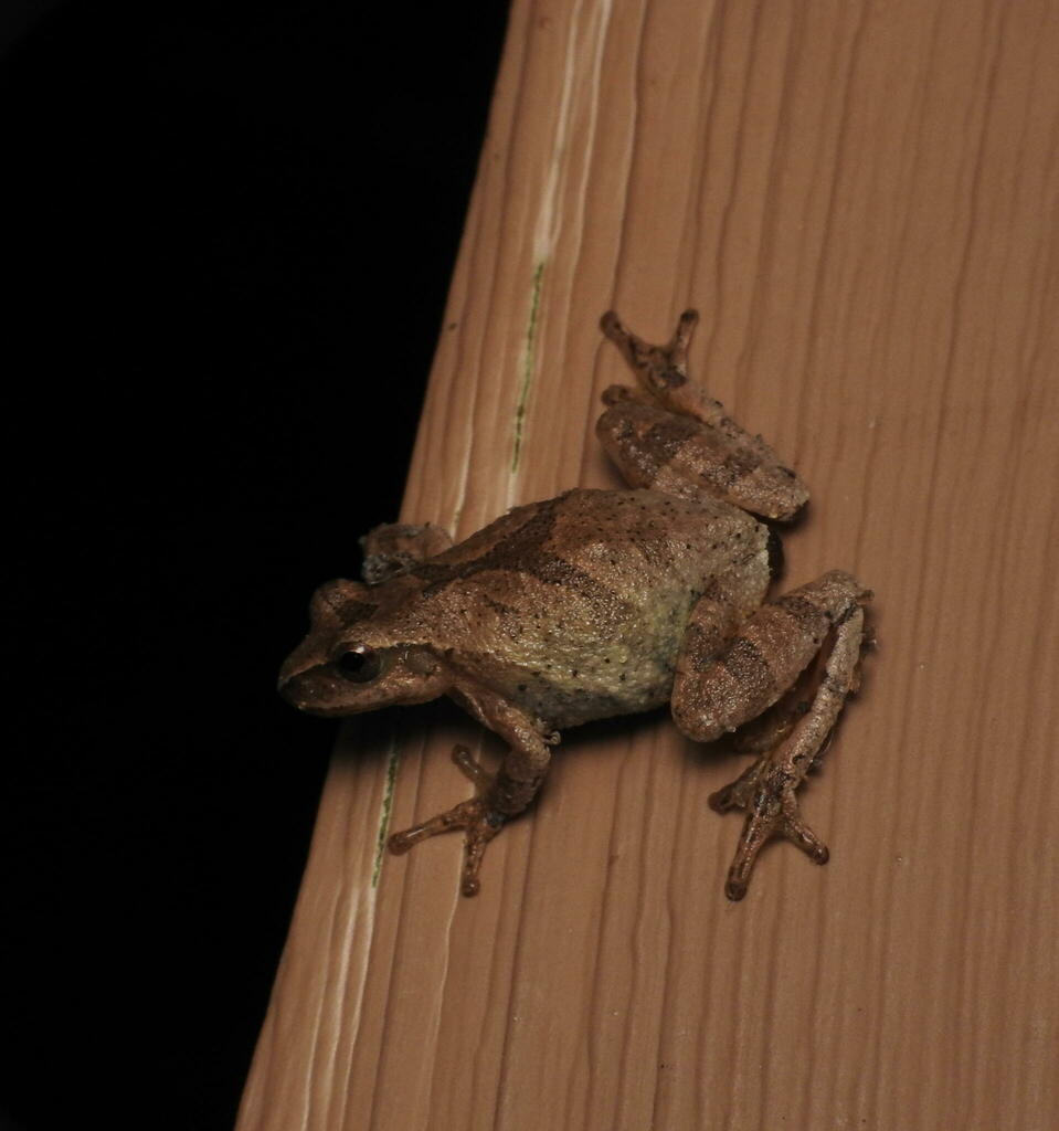 Spring Peeper from Cabin, Chippewa County, MI, USA on September 21 ...
