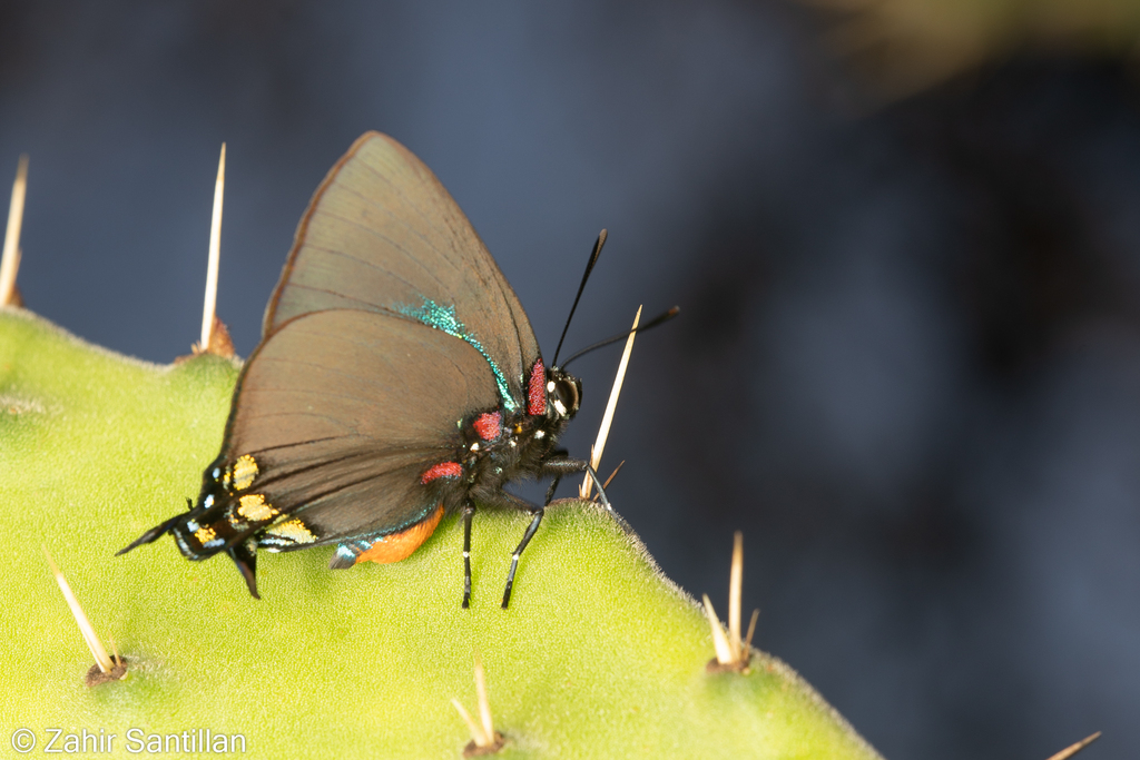 Atlides halesus cynara from Tequixquiac, Méx., México on October 28 ...