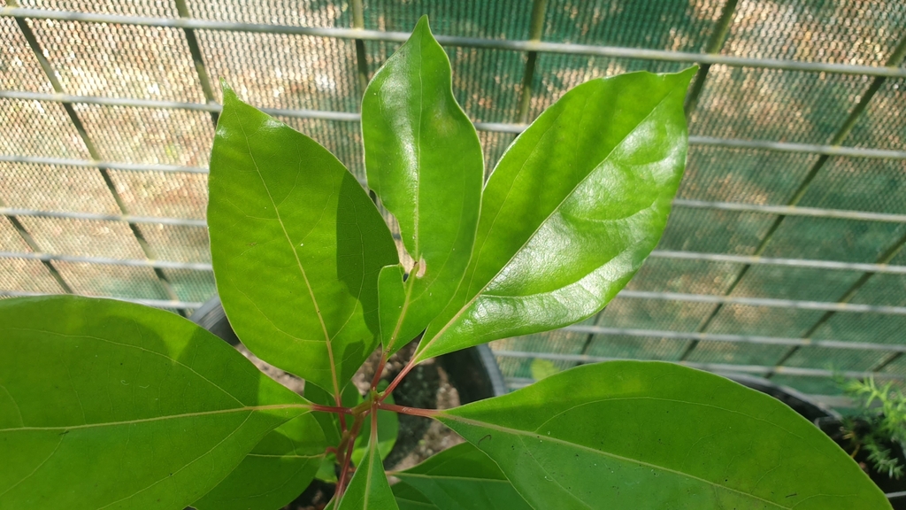 Camphor Tree in October 2023 by Peta · iNaturalist