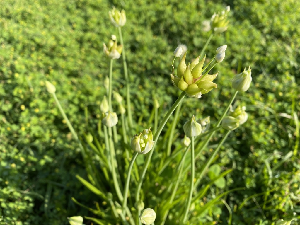 Canadian Meadow garlic from Haile Plantation, FL 32608, USA on April 5 ...