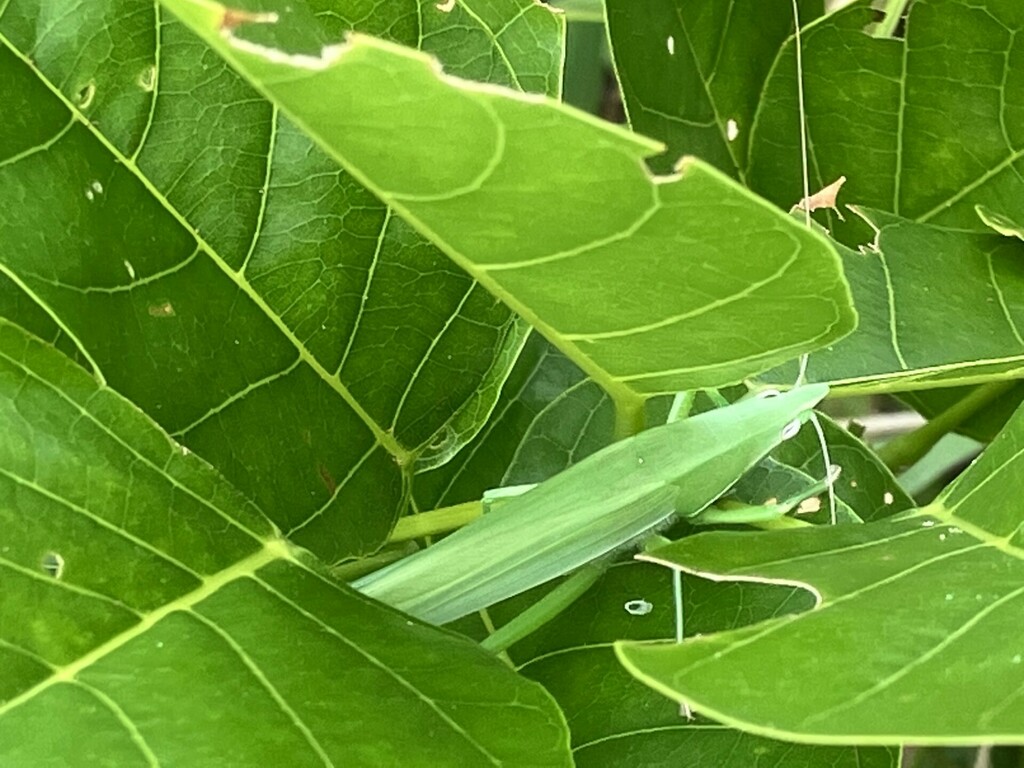 Euconocephalus Katydids from 日本、〒907-1434 沖縄県八重山郡竹富町南風見 on October 30 ...