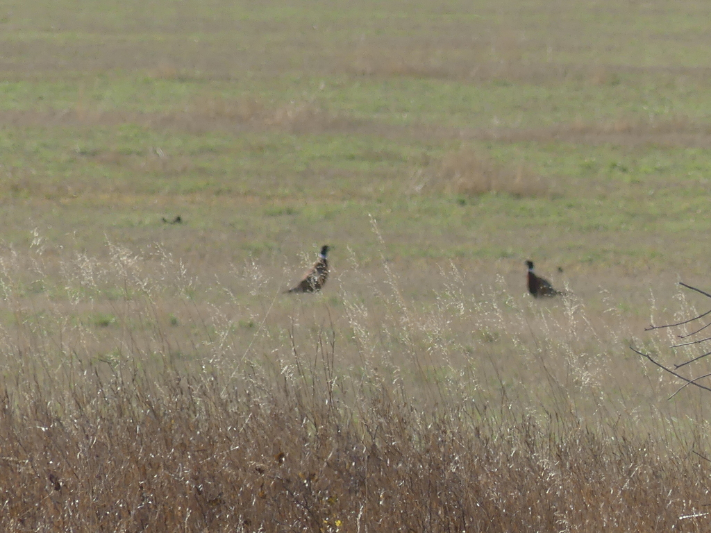 Ring-necked Pheasant from Val Marie No. 17, SK S0N, Canada on October ...