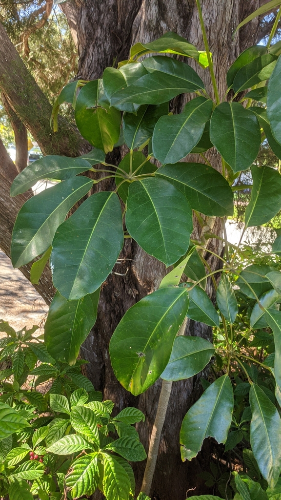 Australian Umbrella Tree from Riviera Bay, St. Petersburg, FL 33702 ...