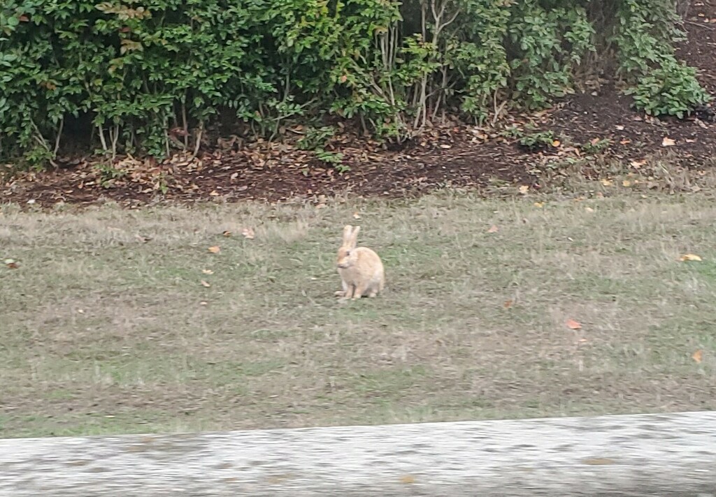 European Rabbit from Richmond, BC, Canada on September 27, 2023 at 10: ...