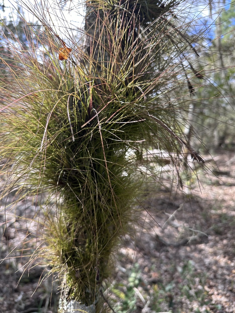 southern needleleaf airplant from Lake Wales, FL, US on October 29 ...