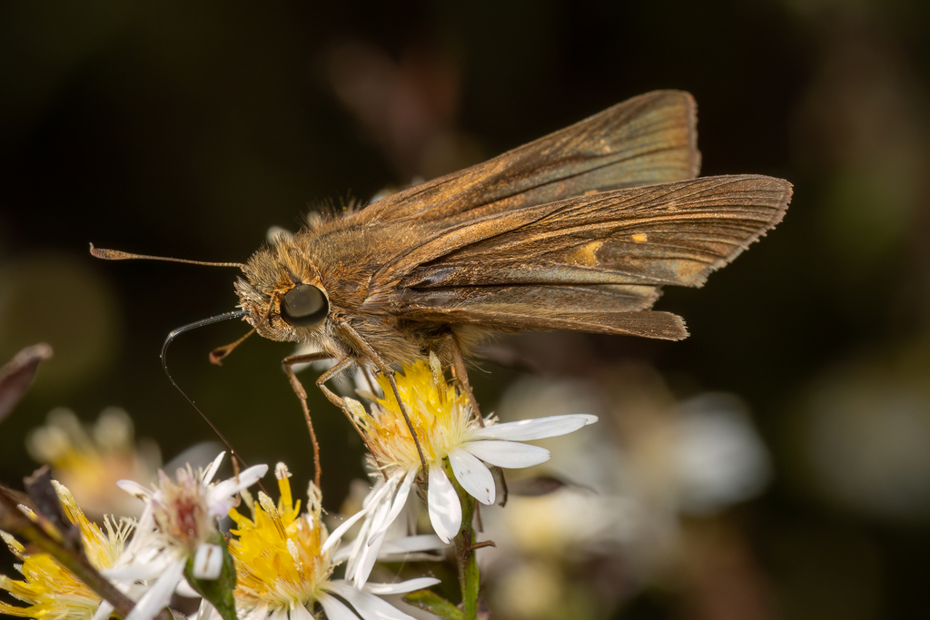 Ocola Skipper in October 2023 by David Yeager · iNaturalist