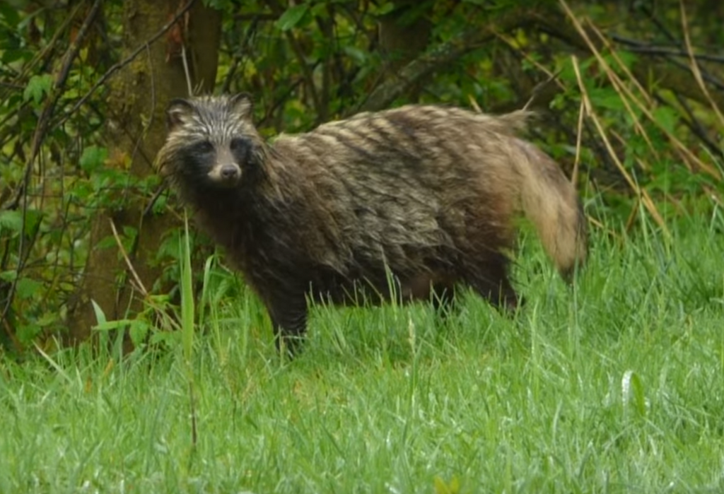 Yunnan Raccoon Dog (11th 狗年大吉) · iNaturalist