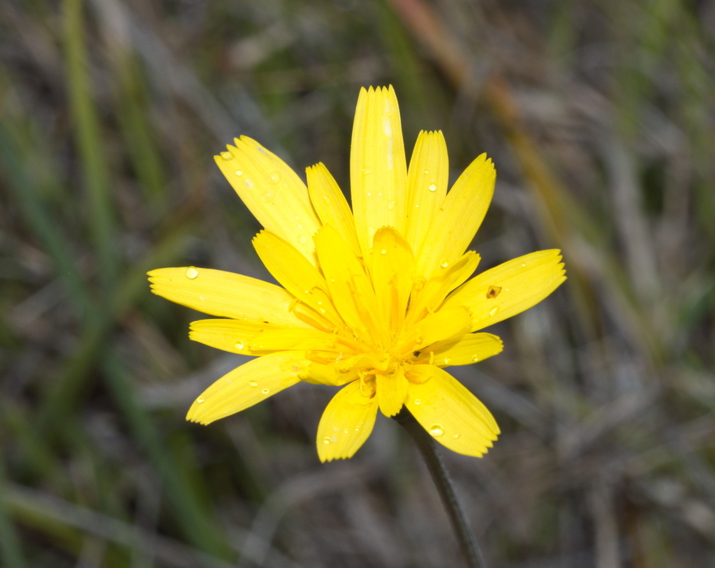 Murnong from Stawell VIC 3380, Australia on October 15, 2023 at 02:48 ...