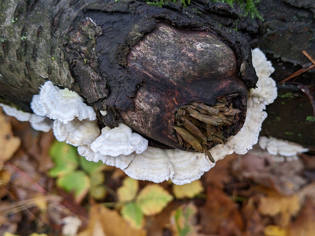 Milk-white Toothed Polypore from Pontiac Lake Recreation Area on ...
