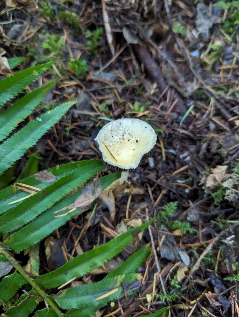 Questionable Stropharia from Duvall, WA 98019, USA on October 29, 2023 ...