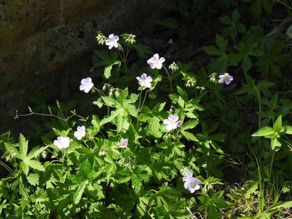 wild geranium from Washington County, MO, USA on April 24, 2023 at 01: ...